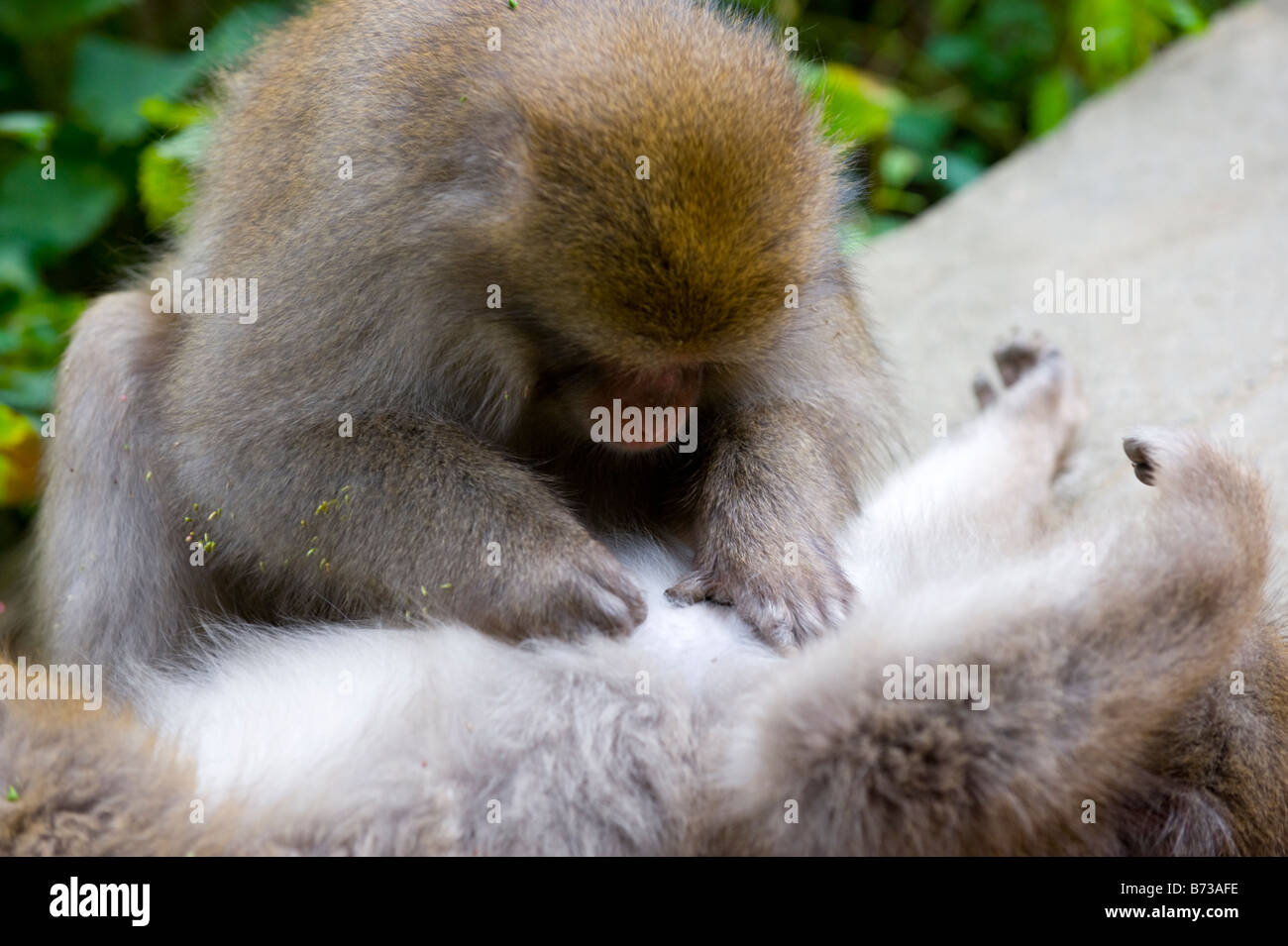 Japanese macaque monkeys hi-res stock photography and images - Alamy