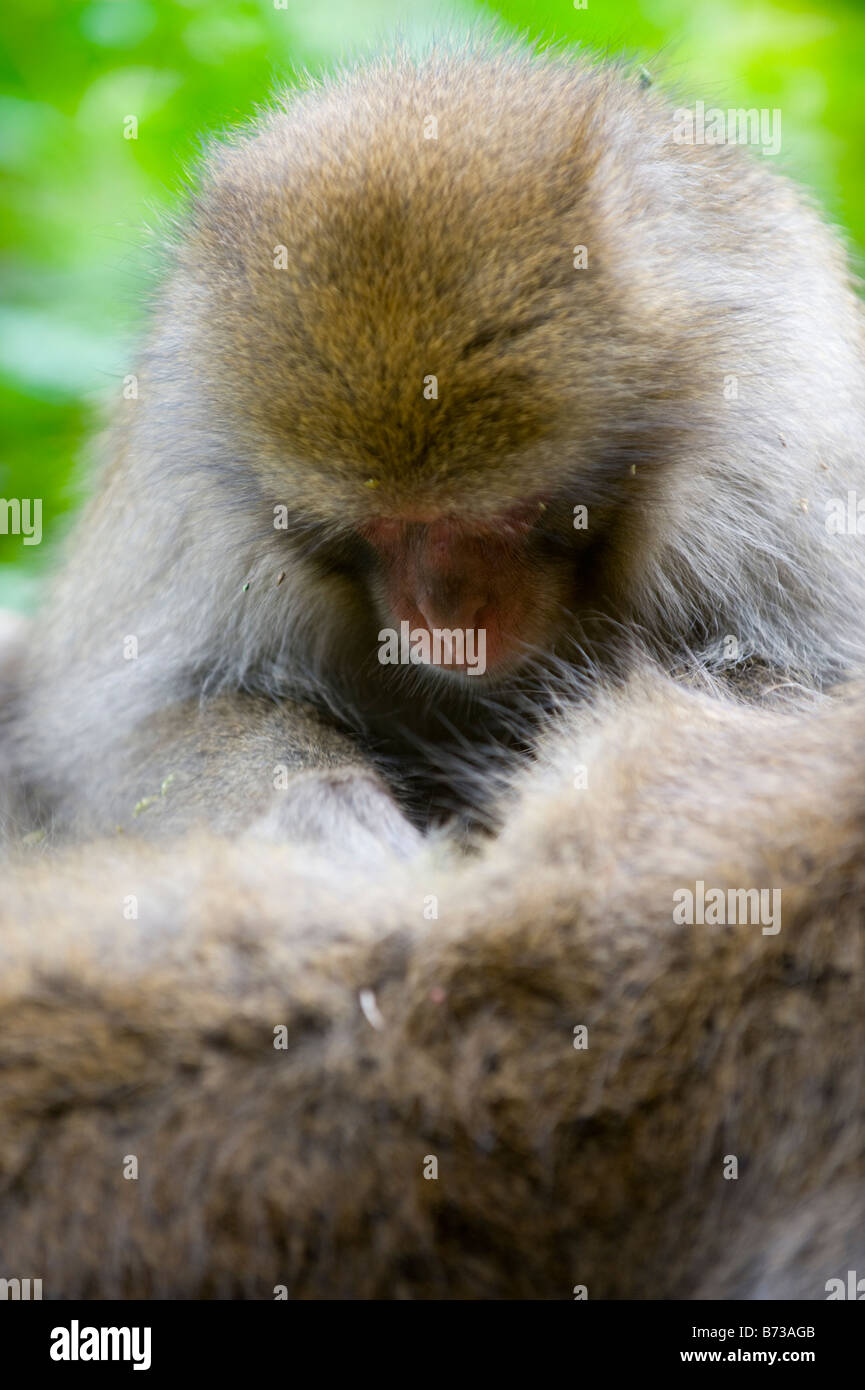 Japanese snow monkeys hot tub hi-res stock photography and images - Alamy