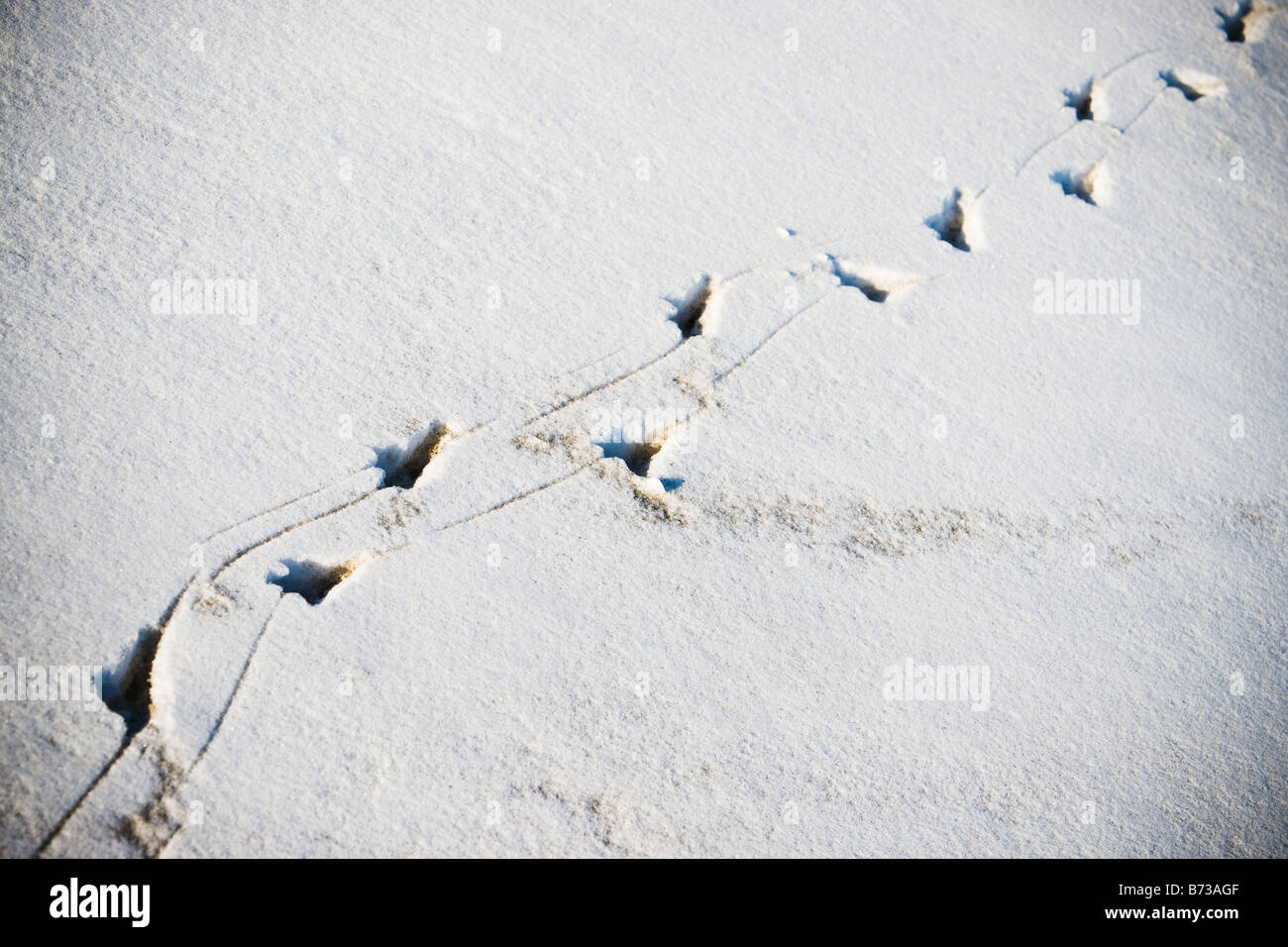 Avian tracks hi-res stock photography and images - Alamy
