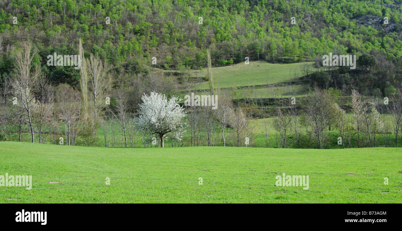 White-flowered tree, Pyrenees, Spain Stock Photo - Alamy