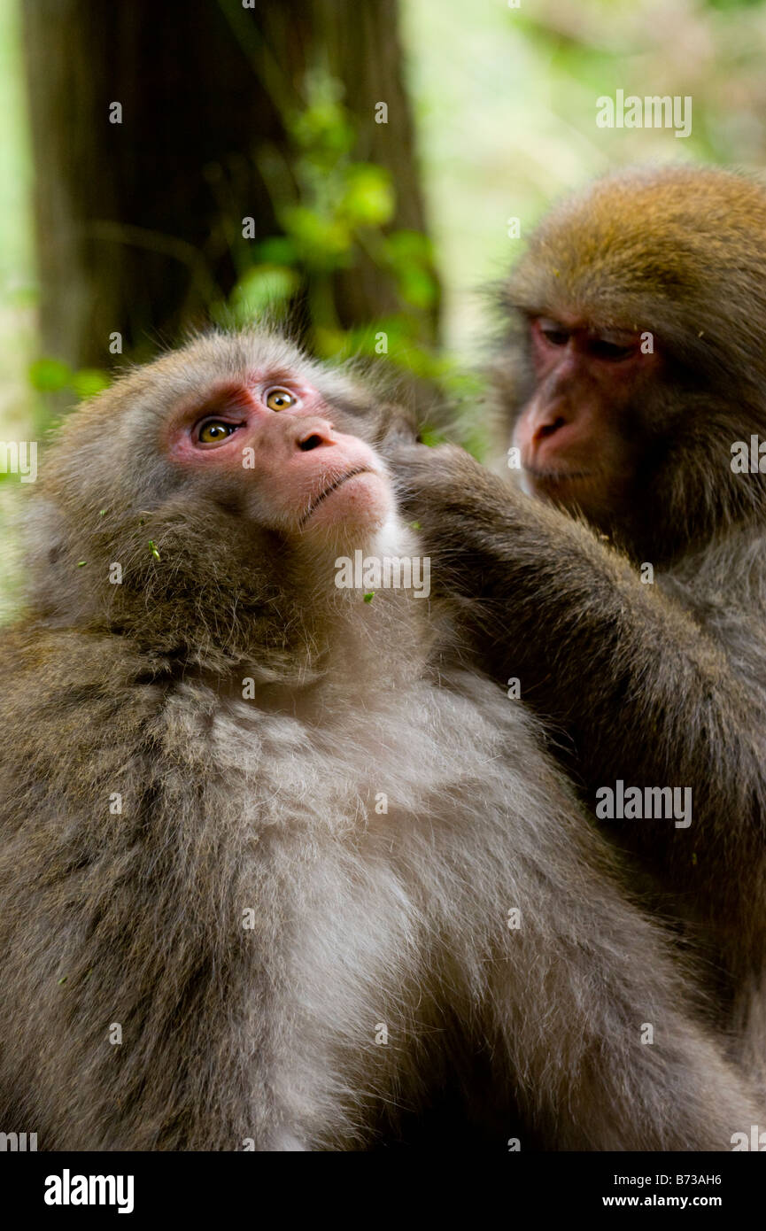Japanese Macaque monkeys grooming by a hot spring in the Jigokudani ...