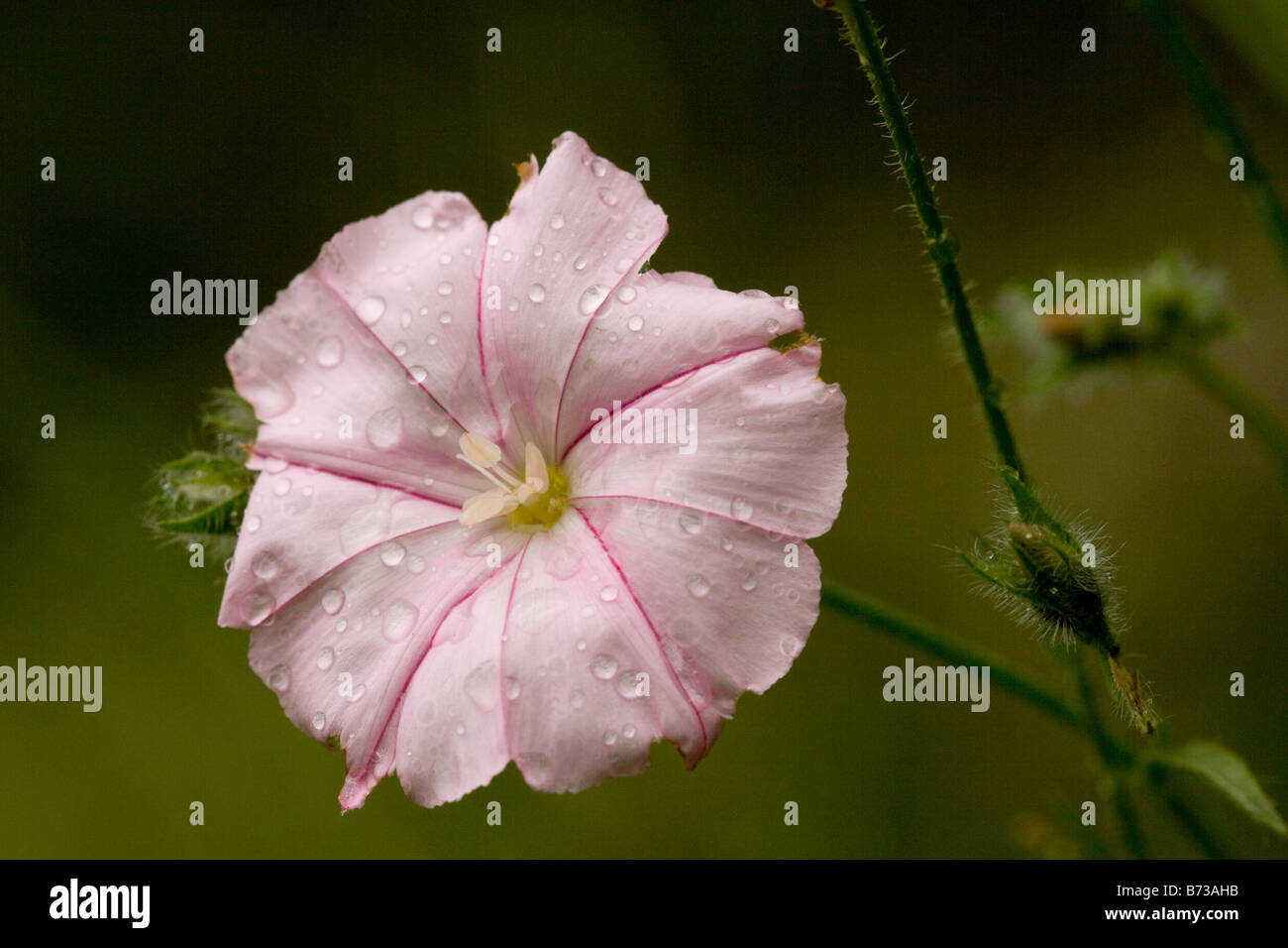 A pink bindweed Convolvulus cantabrica Greece Stock Photo - Alamy