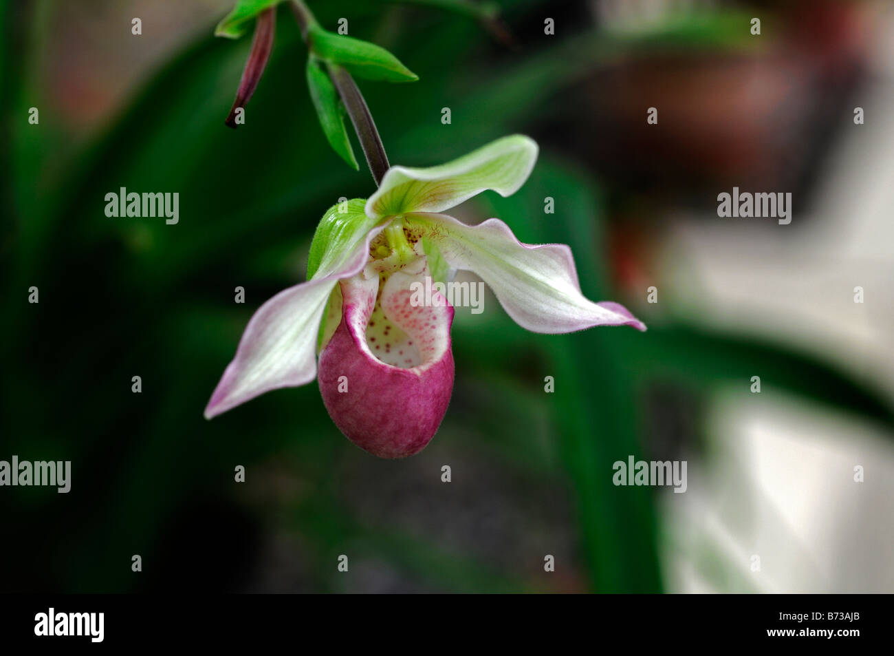 Sedenii hi-res stock photography and images - Alamy