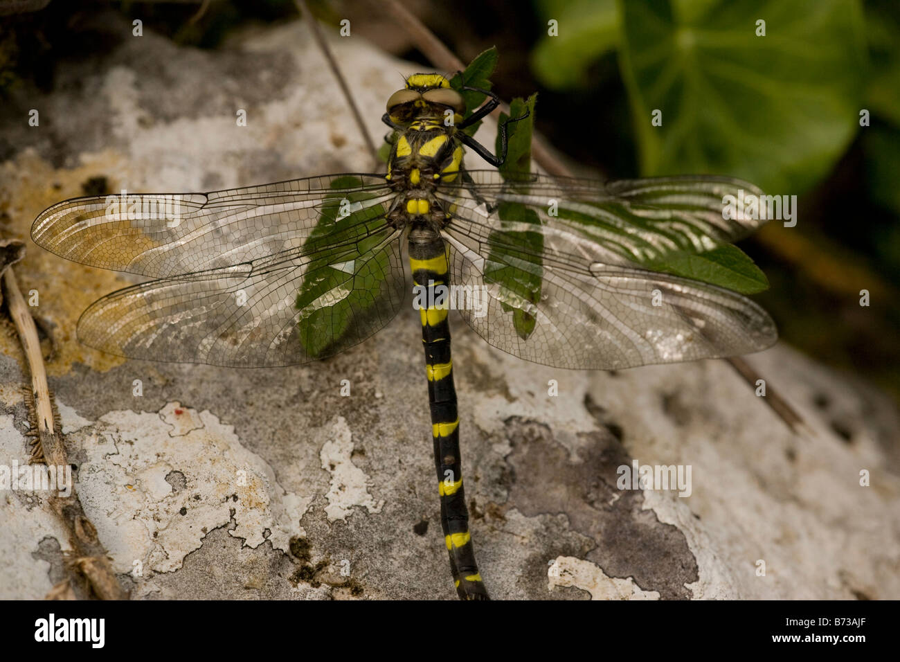 Sombre gold ringed dragonfly Cordulegaster bidentata North Greece Stock ...