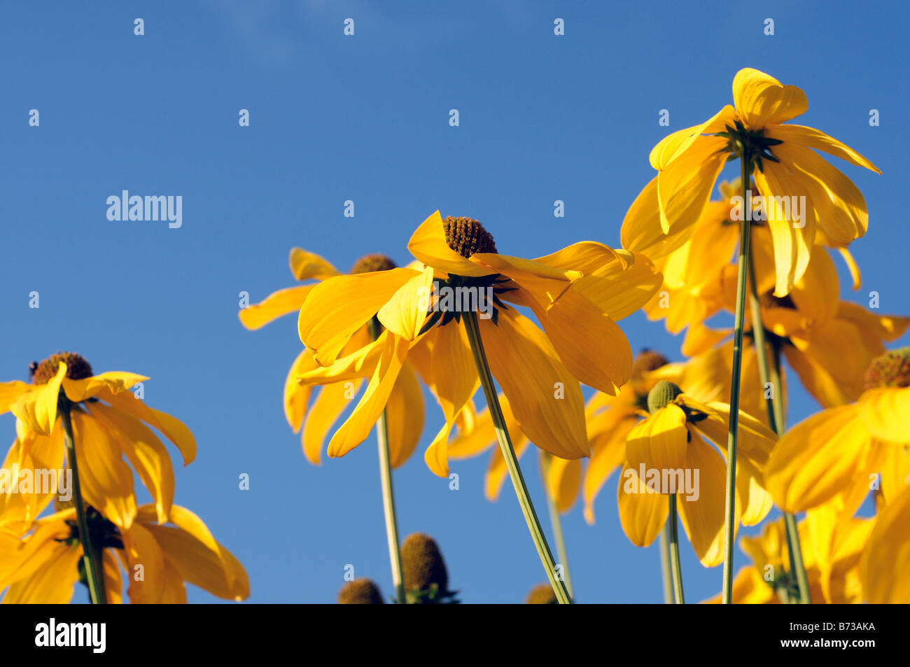 rudbeckia herbstonne yellow flower blue sky late summer autumn fall ...
