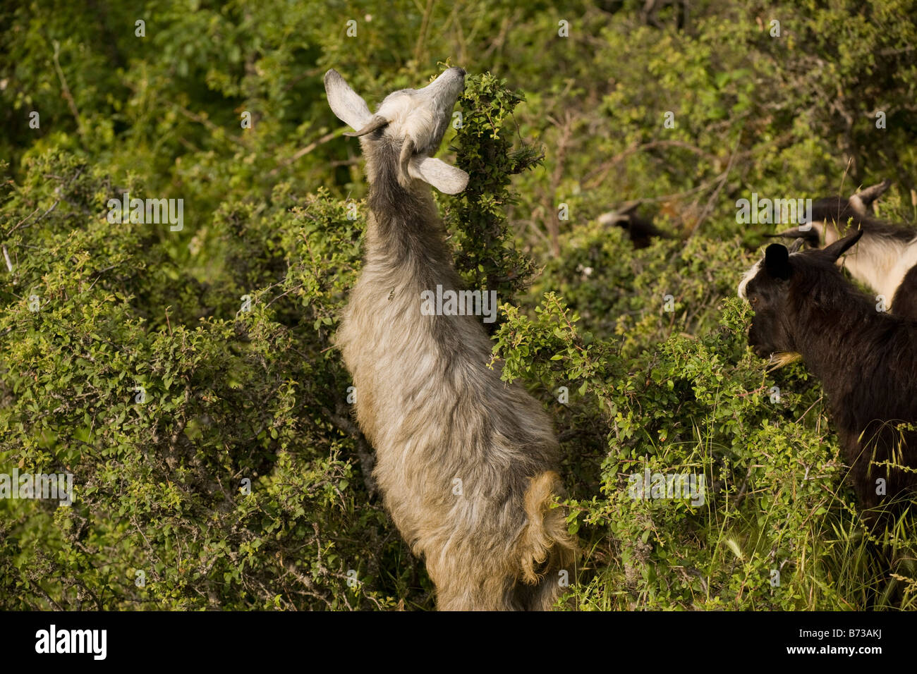 Browsing on shrubs hi-res stock photography and images - Alamy
