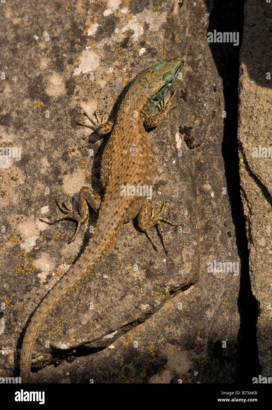 Algyroides nigropunctatus hi-res stock photography and images - Alamy