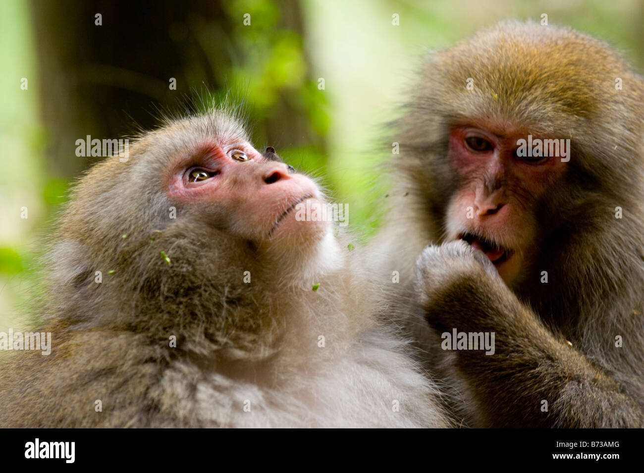 Japanese Macaque monkeys grooming by a hot spring in the Jigokudani ...