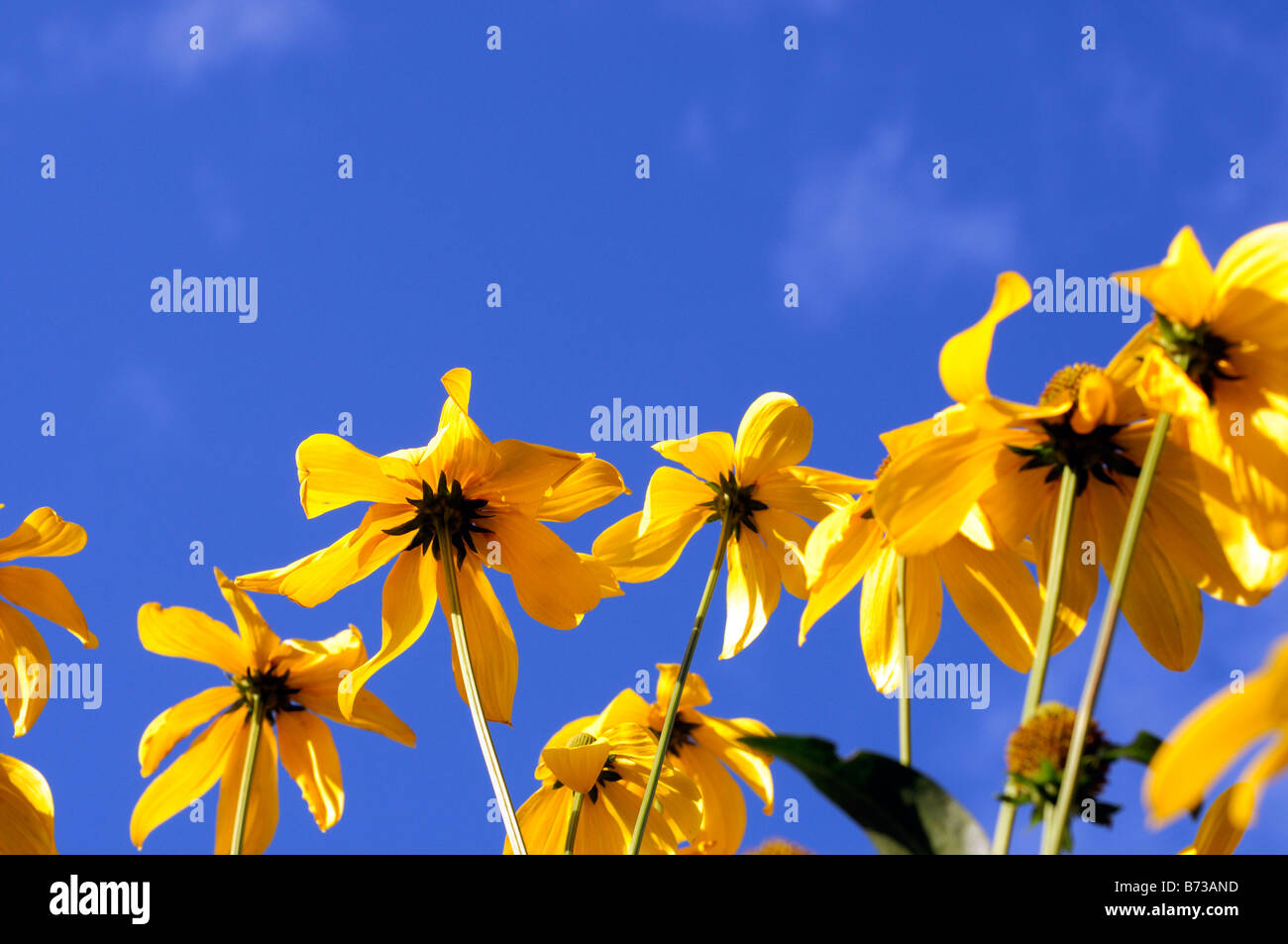 rudbeckia herbstonne yellow flower blue sky late summer autumn fall ...