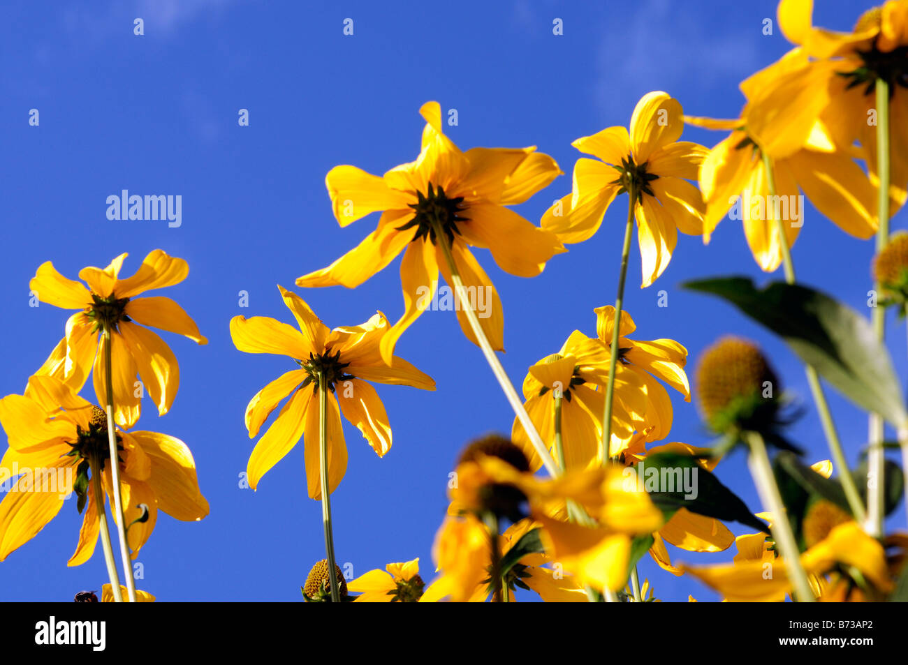 rudbeckia herbstonne yellow flower blue sky late summer autumn fall ...