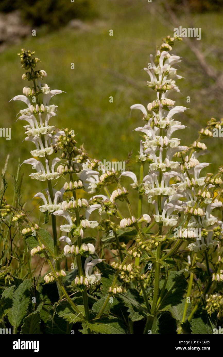 Flora flowering plant flower white labiate lamiaceae clary sage flower ...
