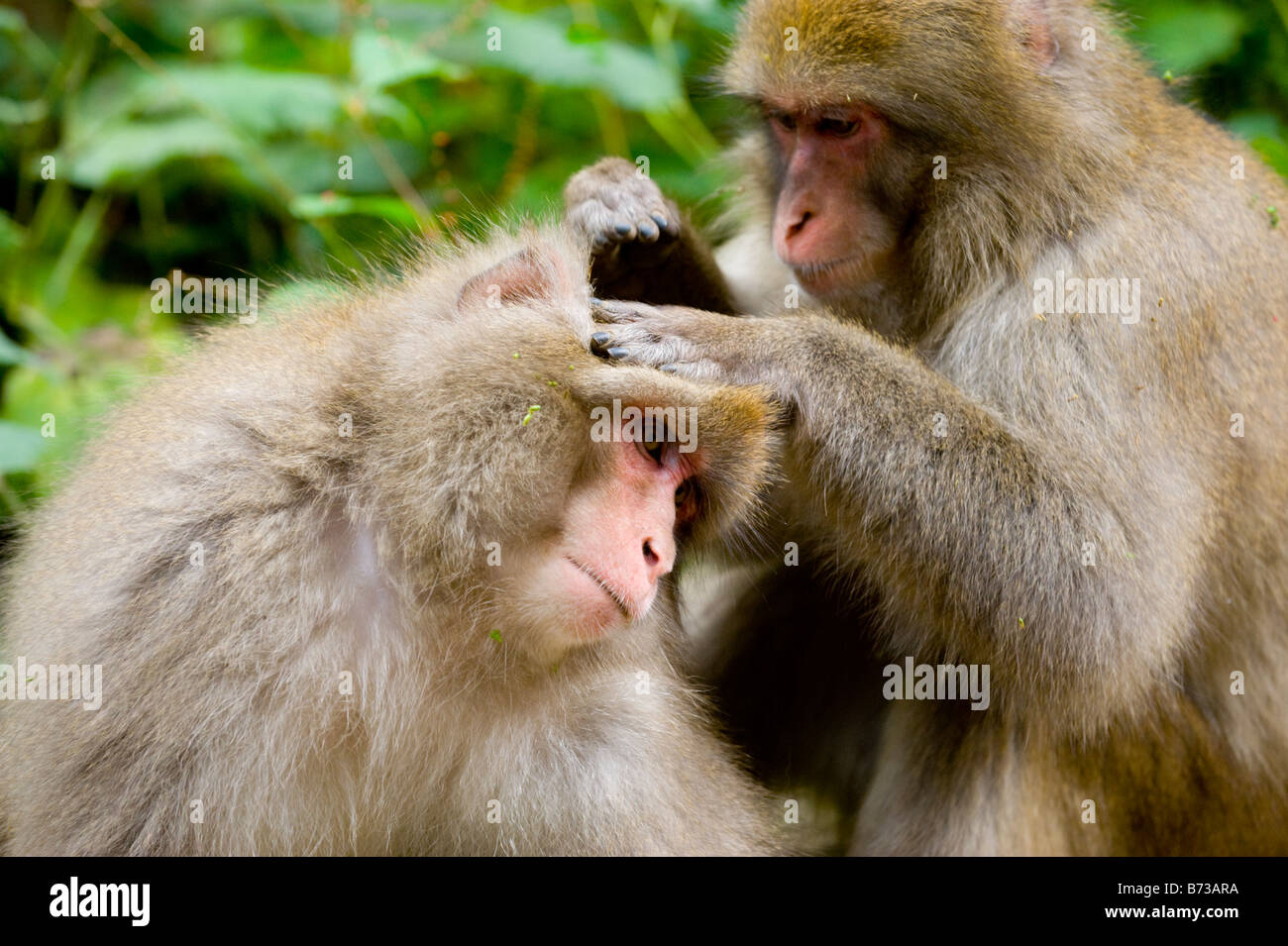 Japanese Macaque monkeys grooming by a hot spring in the Jigokudani ...