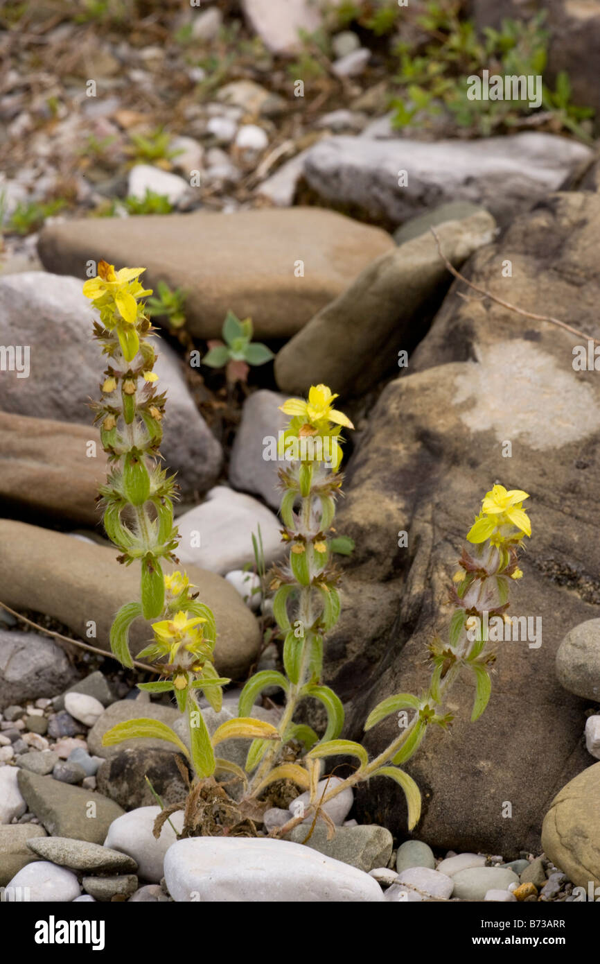 Labiate family hi-res stock photography and images - Alamy