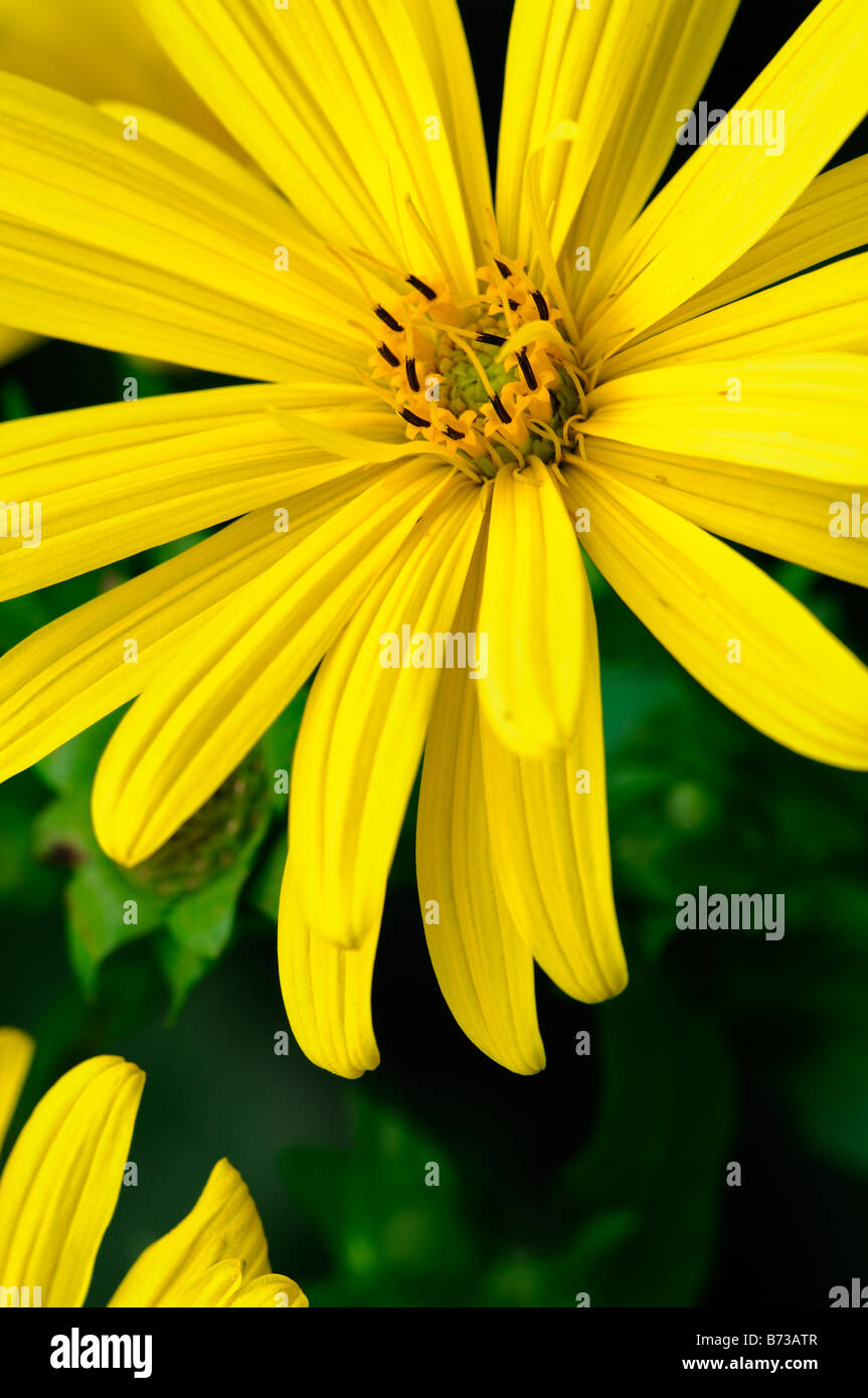 heliopsis yellow flower late summer autumn fall perennial colour color ...