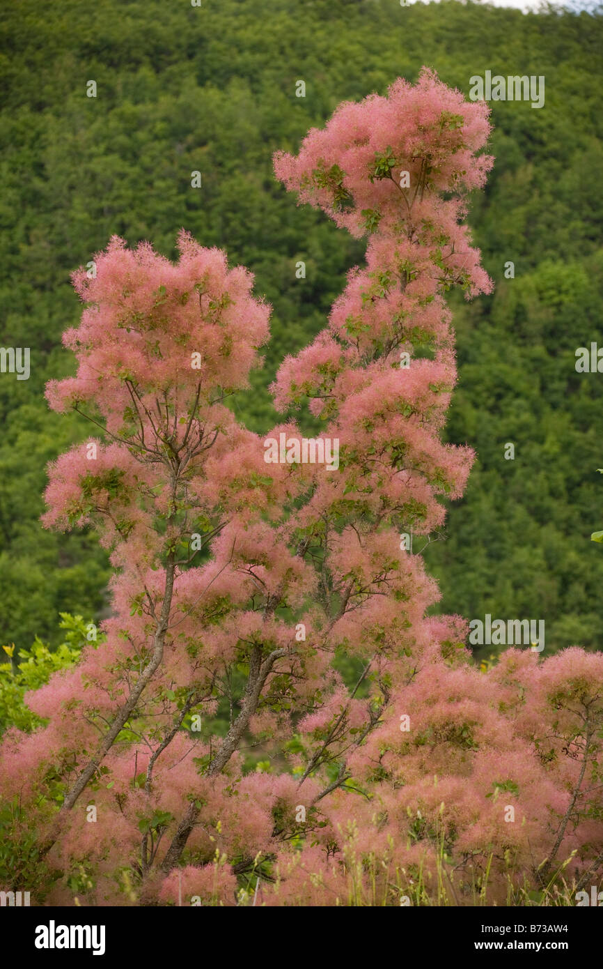 Smoke bush Cotinus coggygria in flower north Greece Stock Photo - Alamy