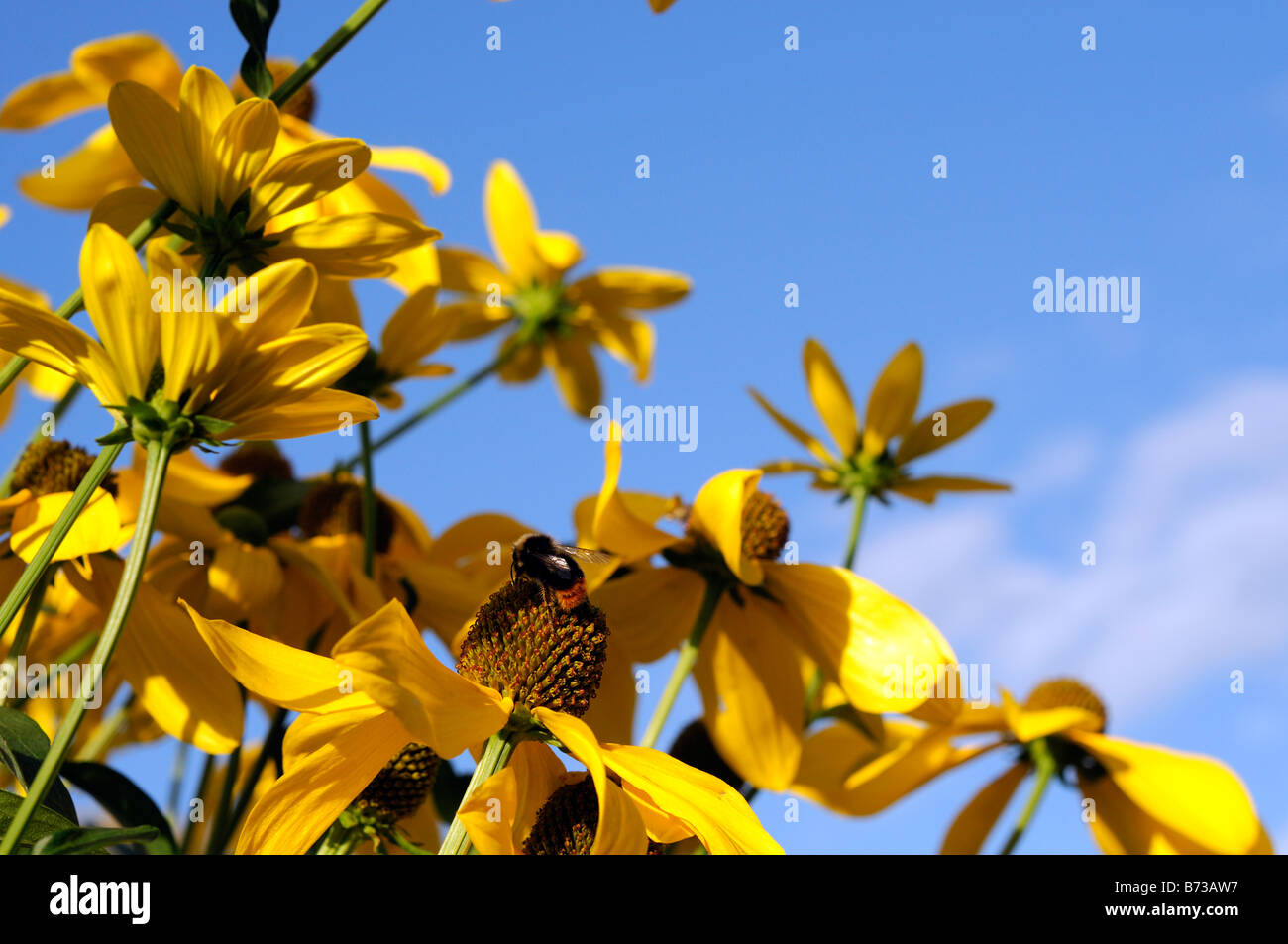 Blue and yellow flower border hi-res stock photography and images - Alamy