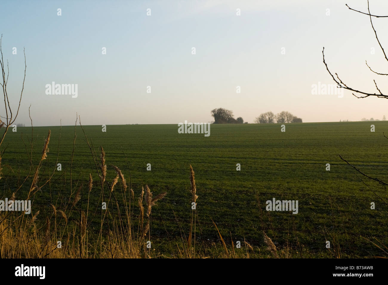 Green field distant trees hi-res stock photography and images - Alamy