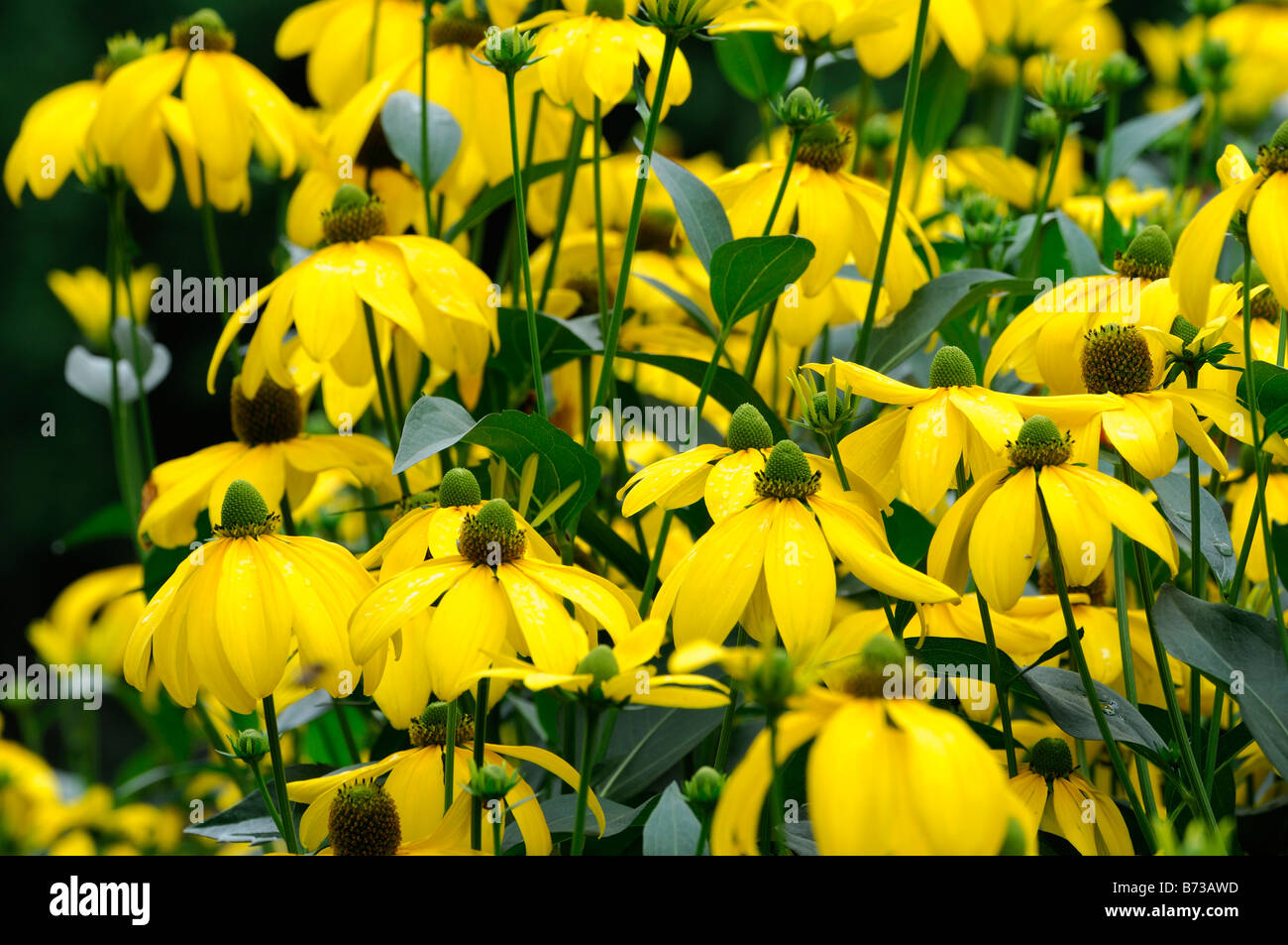 rudbeckia herbstonne yellow flower late summer autumn fall perennial ...
