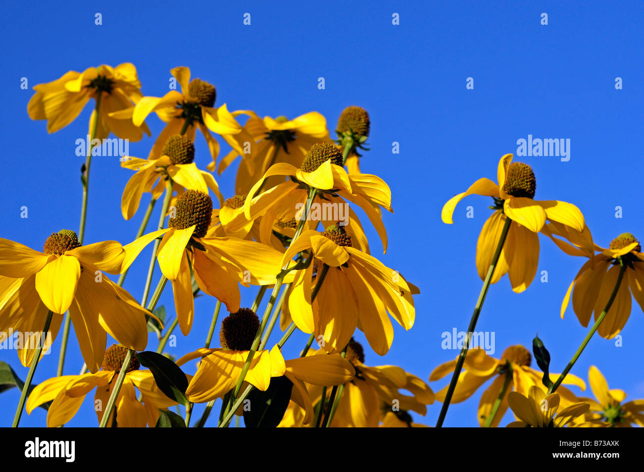 rudbeckia herbstonne yellow flower blue sky late summer autumn fall ...