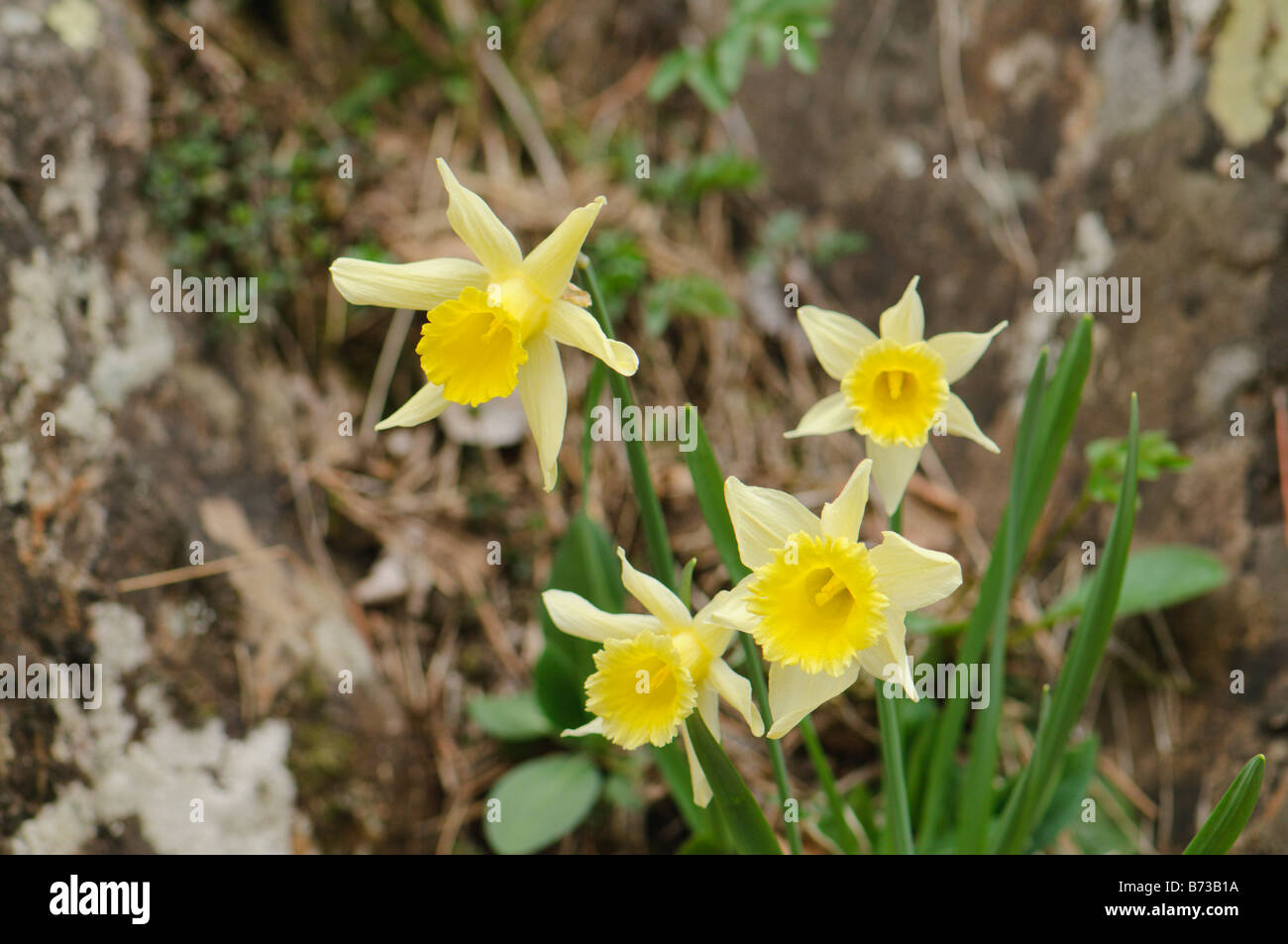 Pyrenees flower hi-res stock photography and images - Alamy