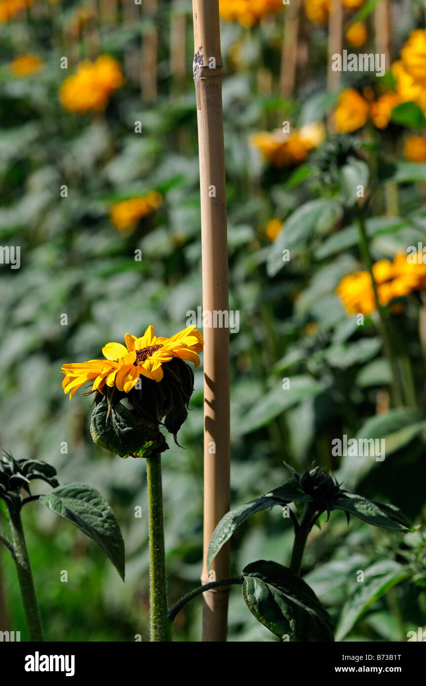 Sunflower Helianthus annuus supported support train bamboo cane blossom ...