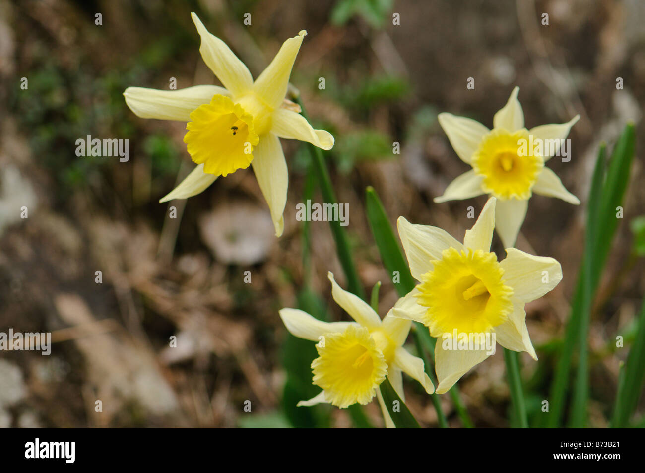 Pyrenees wild flower hi-res stock photography and images - Alamy