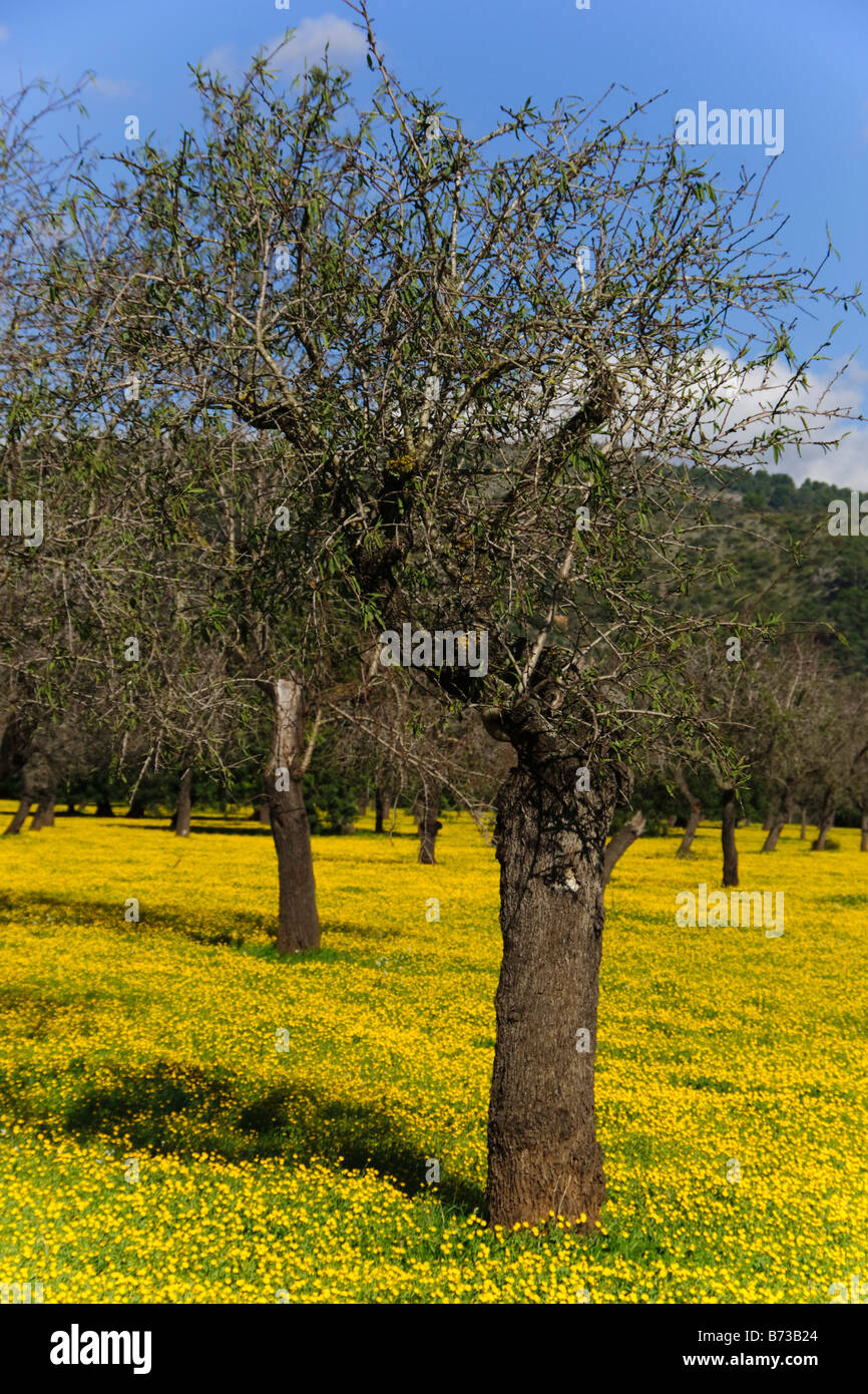 Mallorca orchard tree hi-res stock photography and images - Alamy
