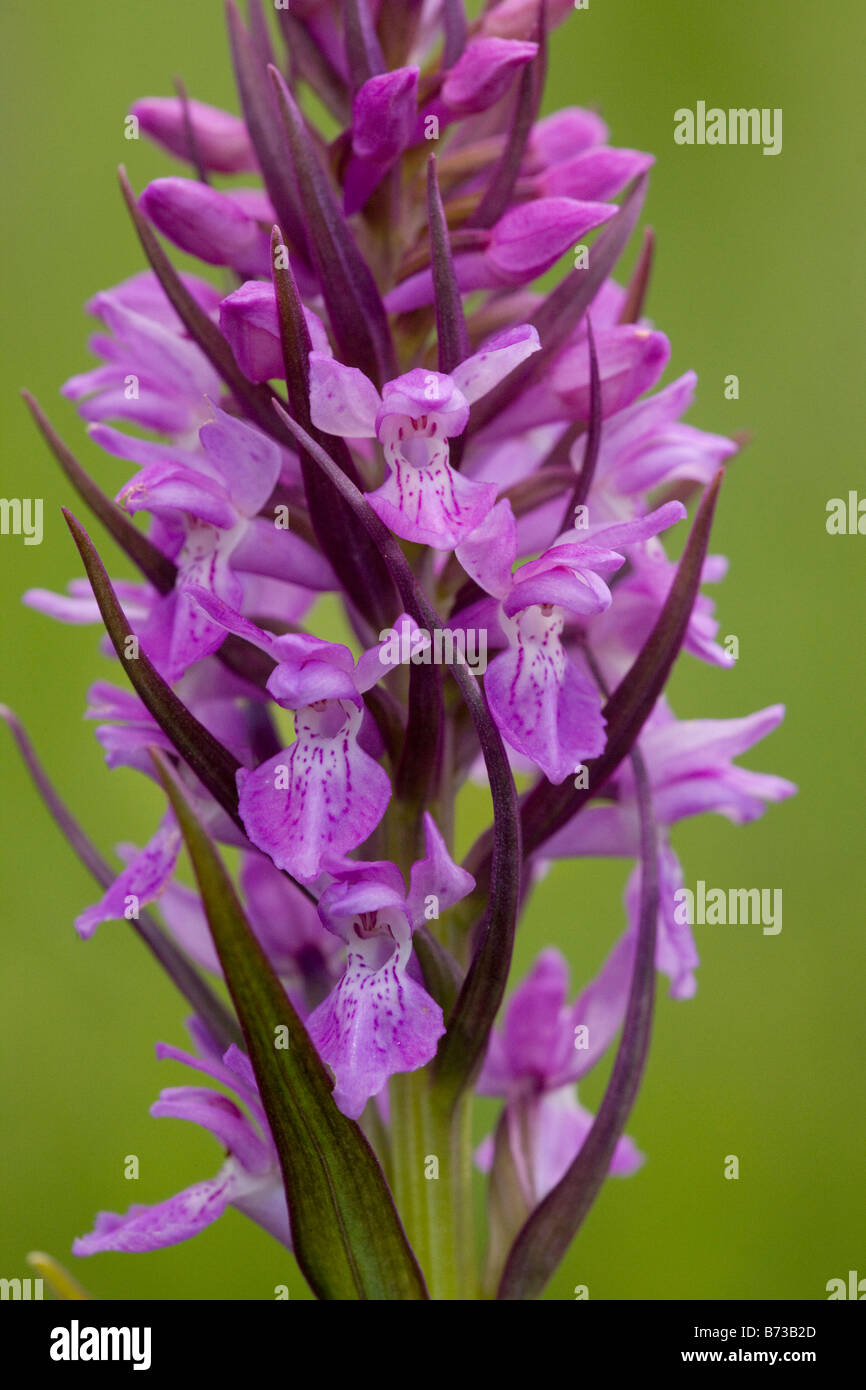 A marsh orchid from north west Greece Dactylorhiza pindica Pindos ...