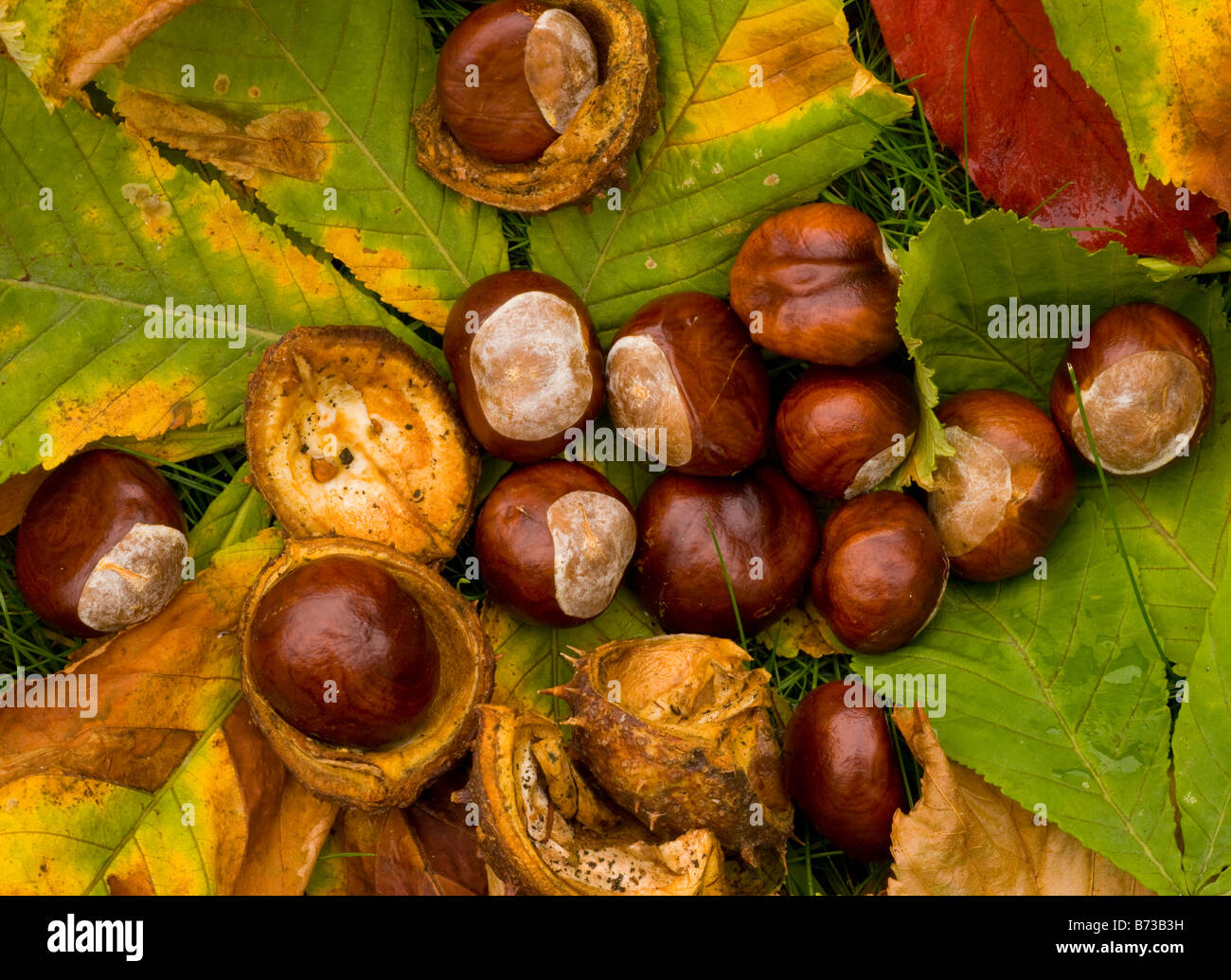 Horse chestnuts or conkers Aesculus hippocastanum in autumn Dorset ...