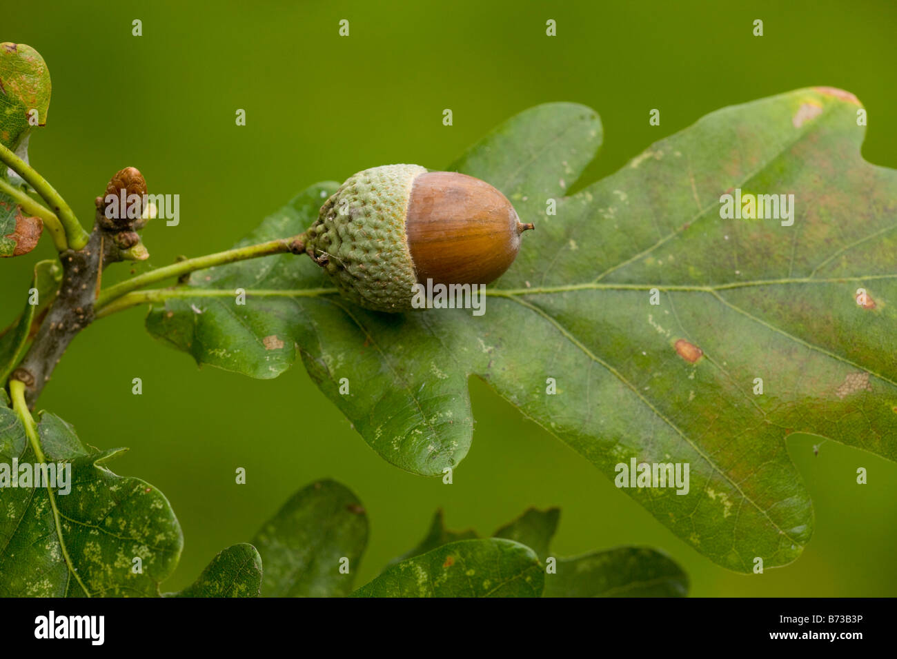 Acorn and leaf of Common Oak Quercus robur in autumn Hampshire Stock ...