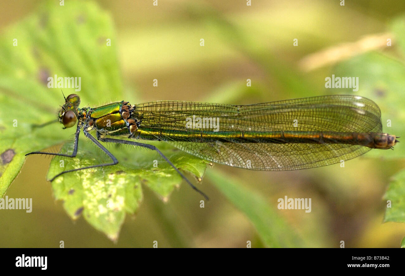 Emerald damselfly lestes sponsa hi-res stock photography and images - Alamy