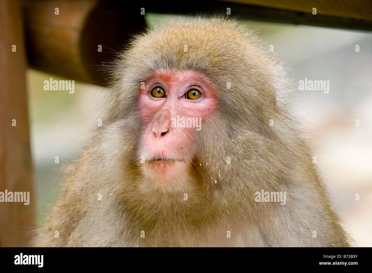 Japanese snow monkeys hot tub hi-res stock photography and images - Alamy