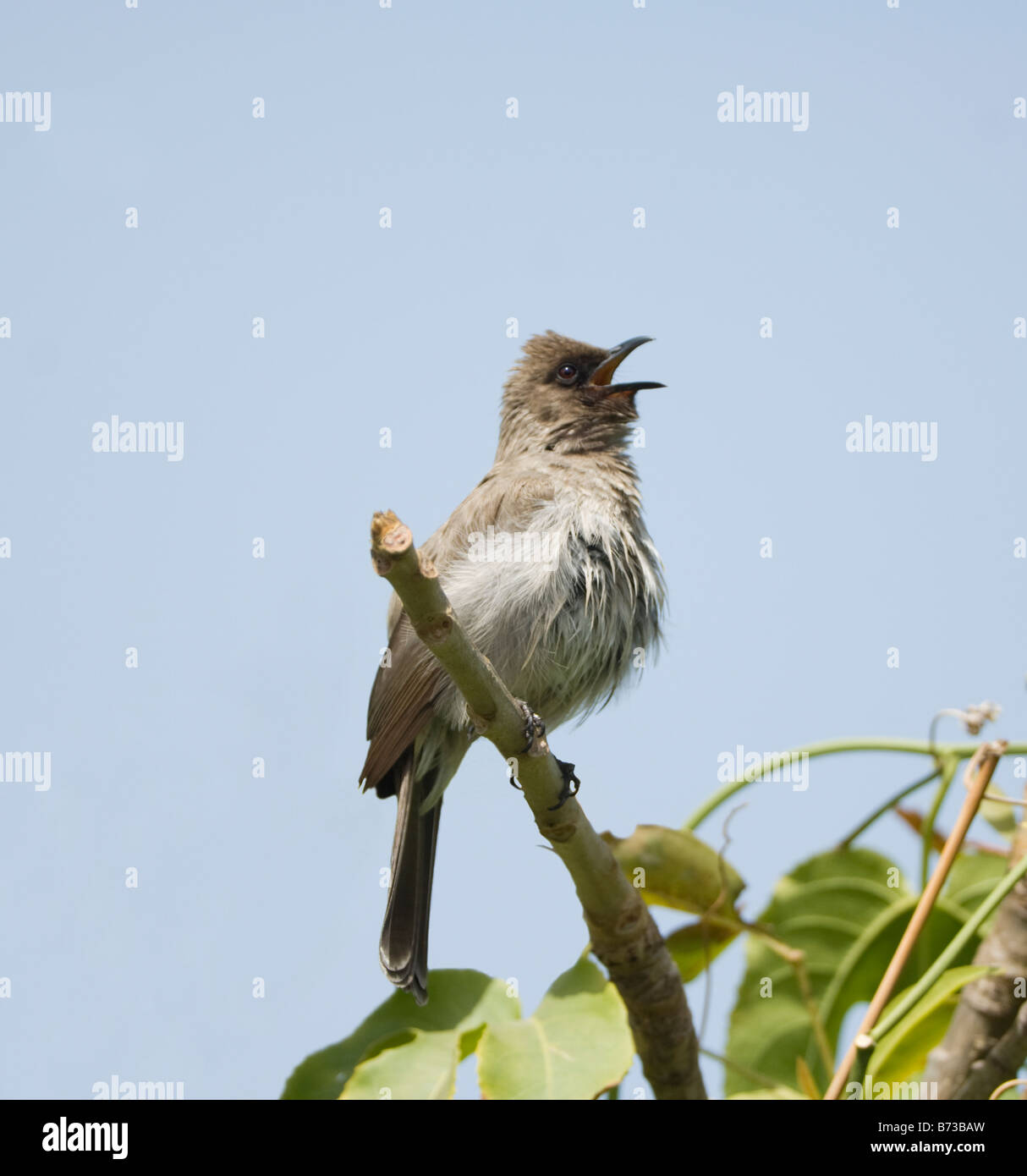Pycnonotus barbatus bird birds hi-res stock photography and images - Alamy