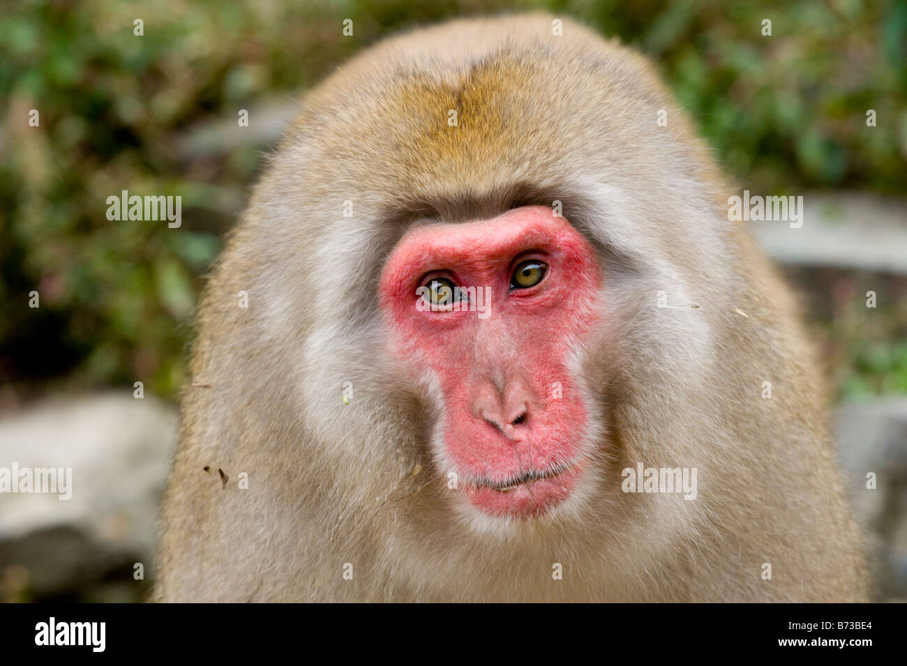What a monkey heat hi-res stock photography and images - Alamy