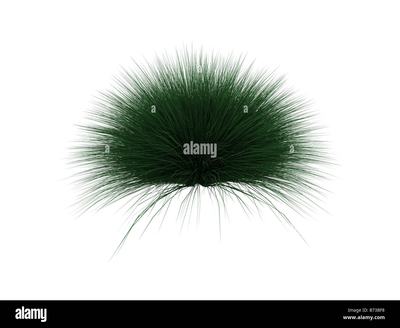 green edgy plant on a white background Stock Photo - Alamy