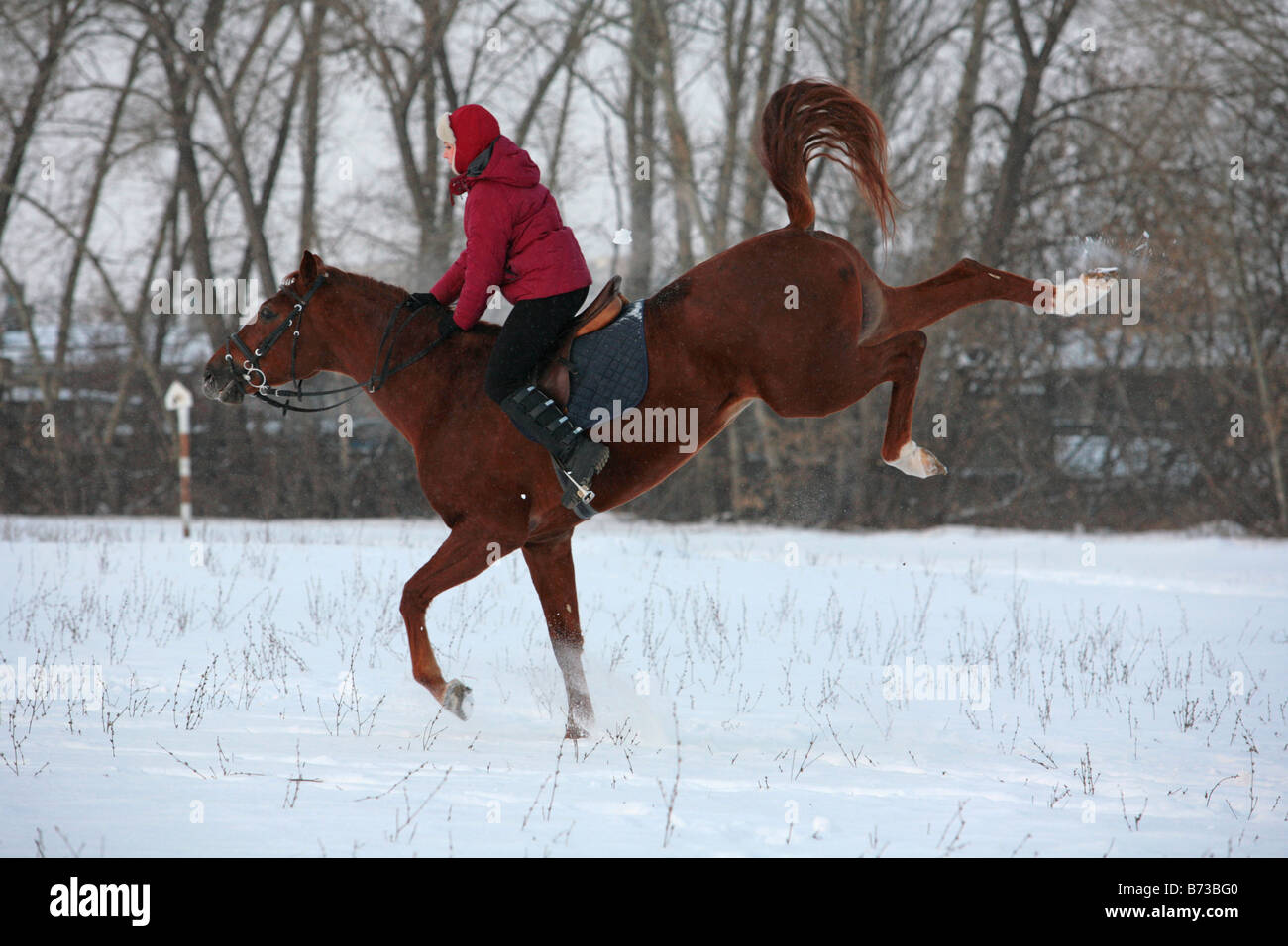 Back on the lash horse hi-res stock photography and images - Alamy