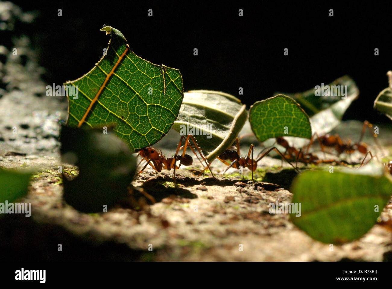 Leaf cutter ants on a trail Stock Photo - Alamy
