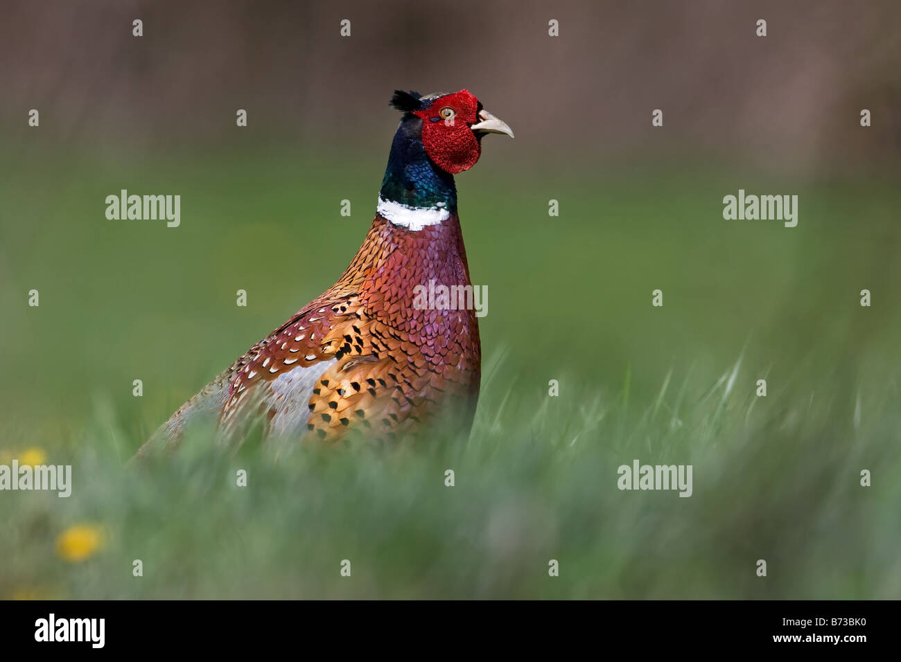Pheasant in field Stock Photo - Alamy