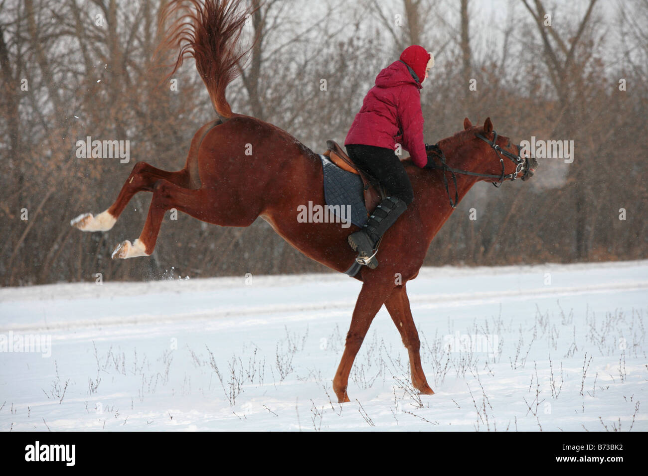 Bucking horse hi-res stock photography and images - Alamy