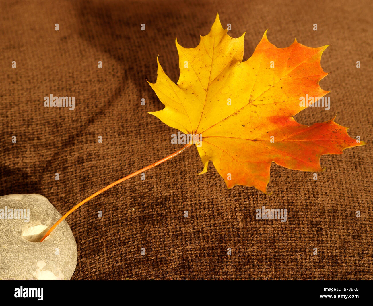 Studio still-life short of the autumn maple leaf Stock Photo - Alamy