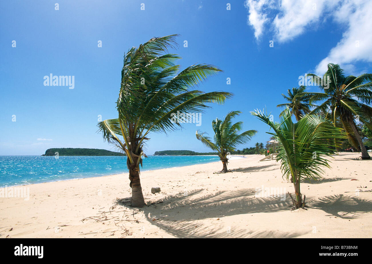 Sun Bay Beach on Vieques Island Puerto Rico Caribbean Stock Photo - Alamy