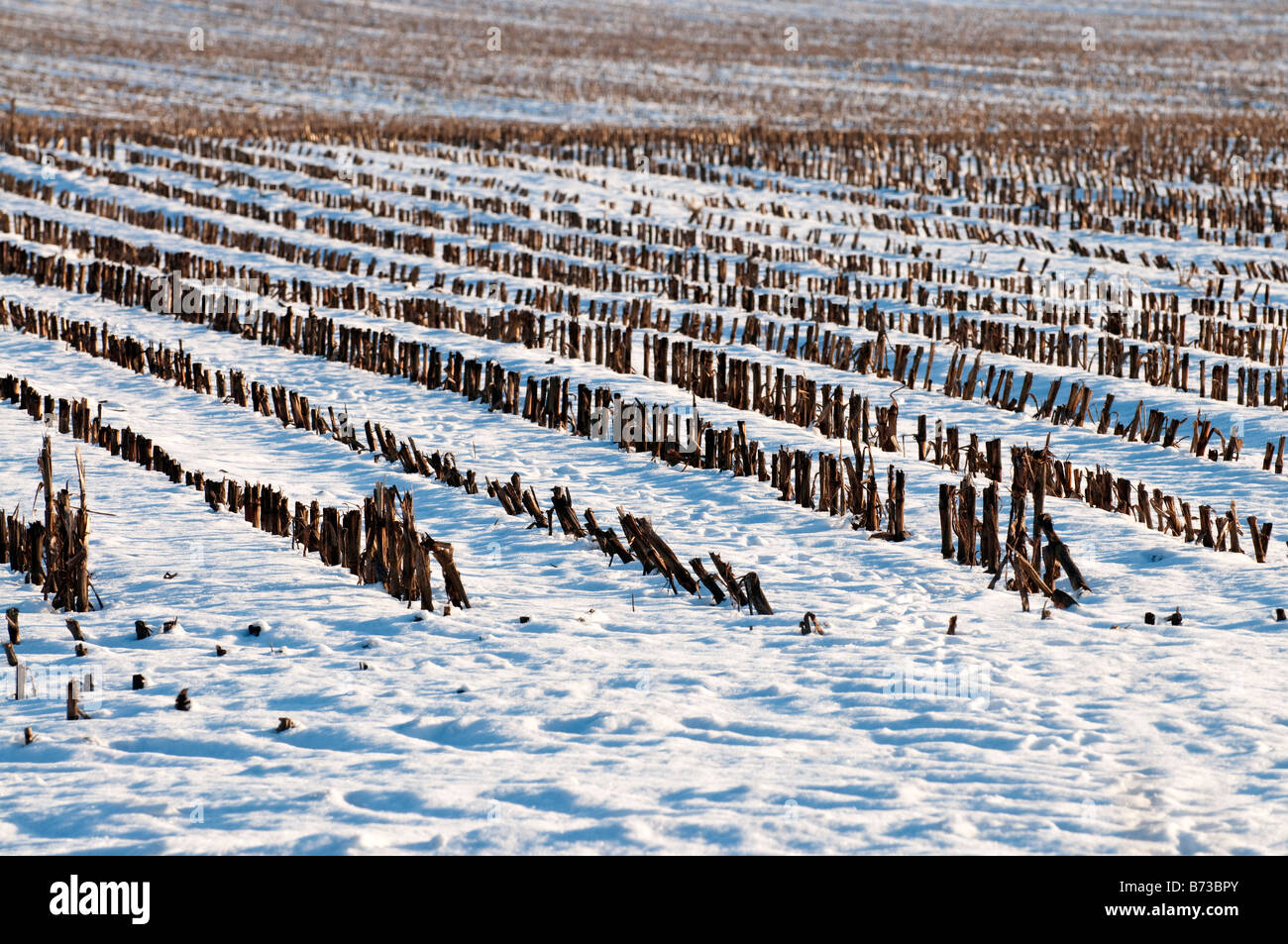 Snow covered field with cut maize stems, sud-Touraine, France Stock ...