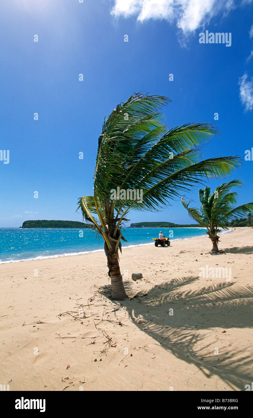 Sun Bay Beach on Vieques Island Puerto Rico Caribbean Stock Photo - Alamy