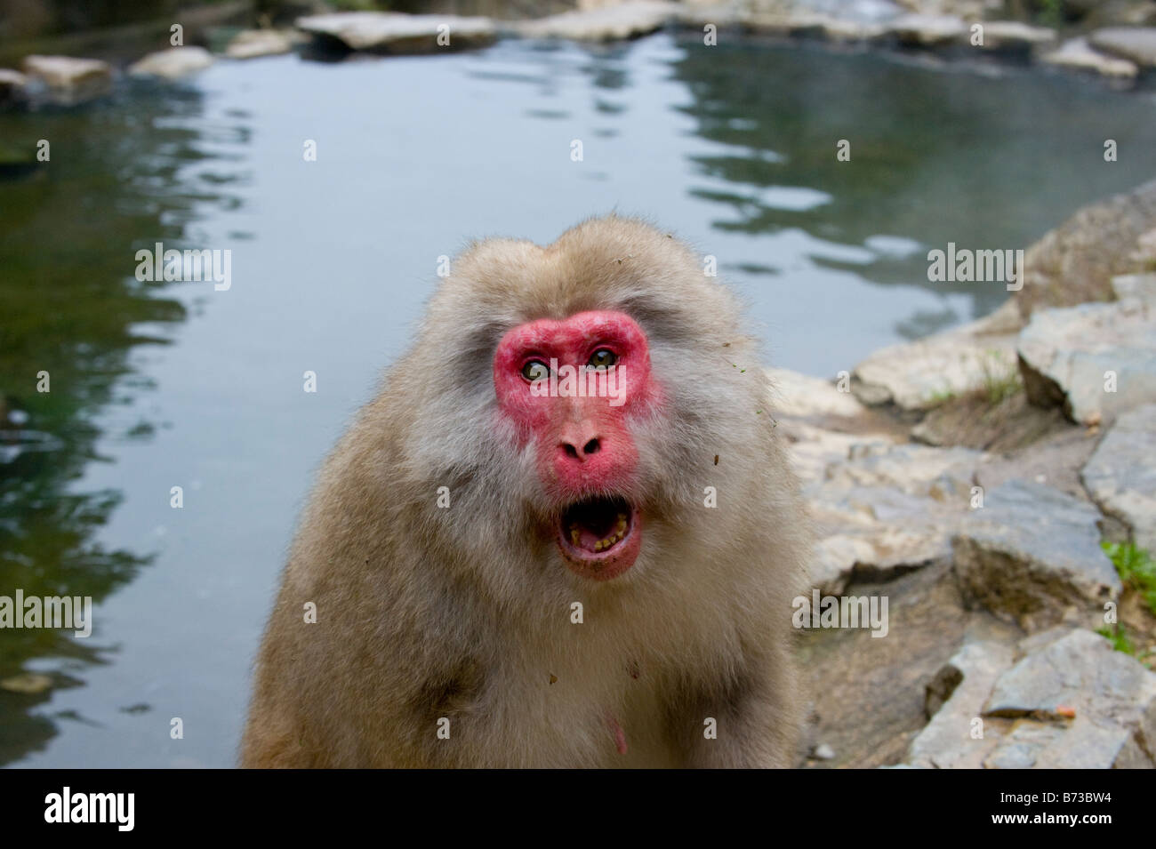 Angry snow monkey hi-res stock photography and images - Alamy