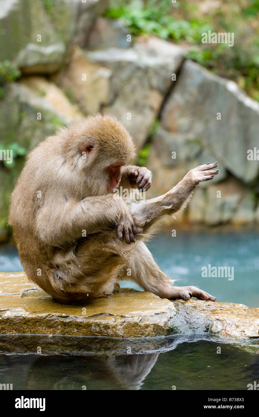 A Japanese Macaque monkey grooming by a hot spring in the Jigokudani ...