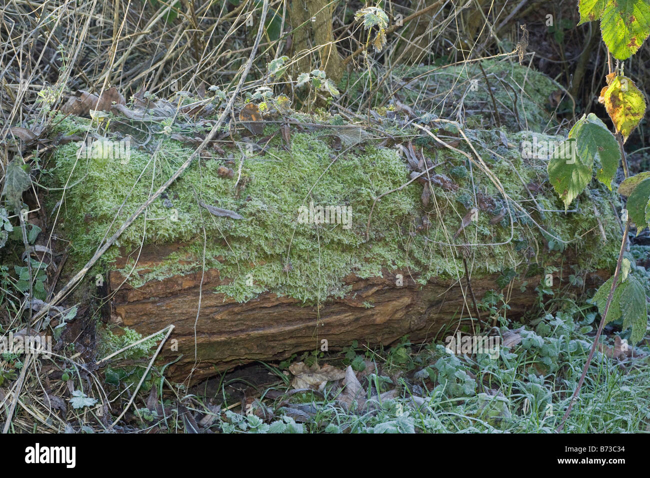 Moss covered log Stock Photo - Alamy