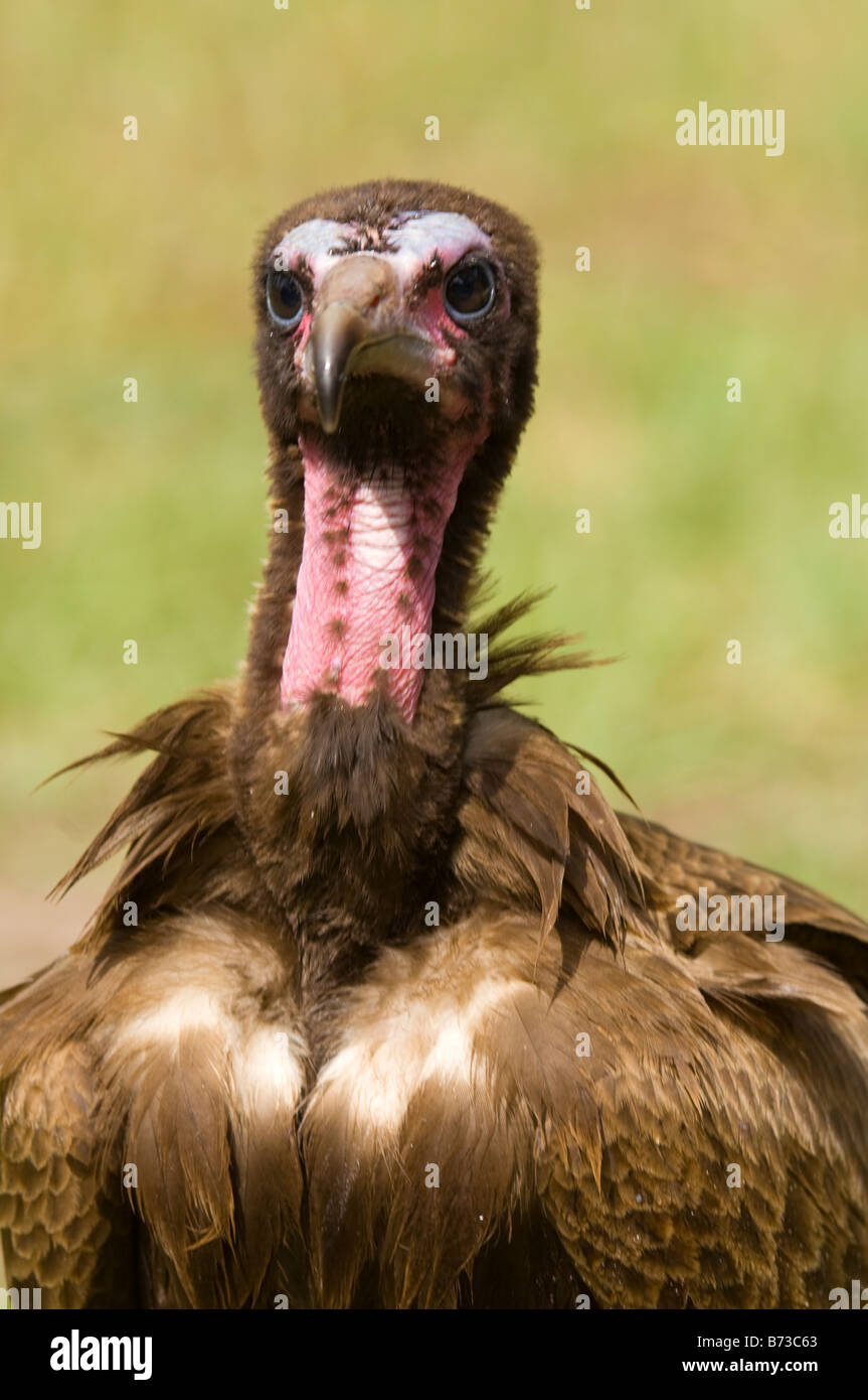Hooded vulture necrosyrtes monachus hi-res stock photography and images ...