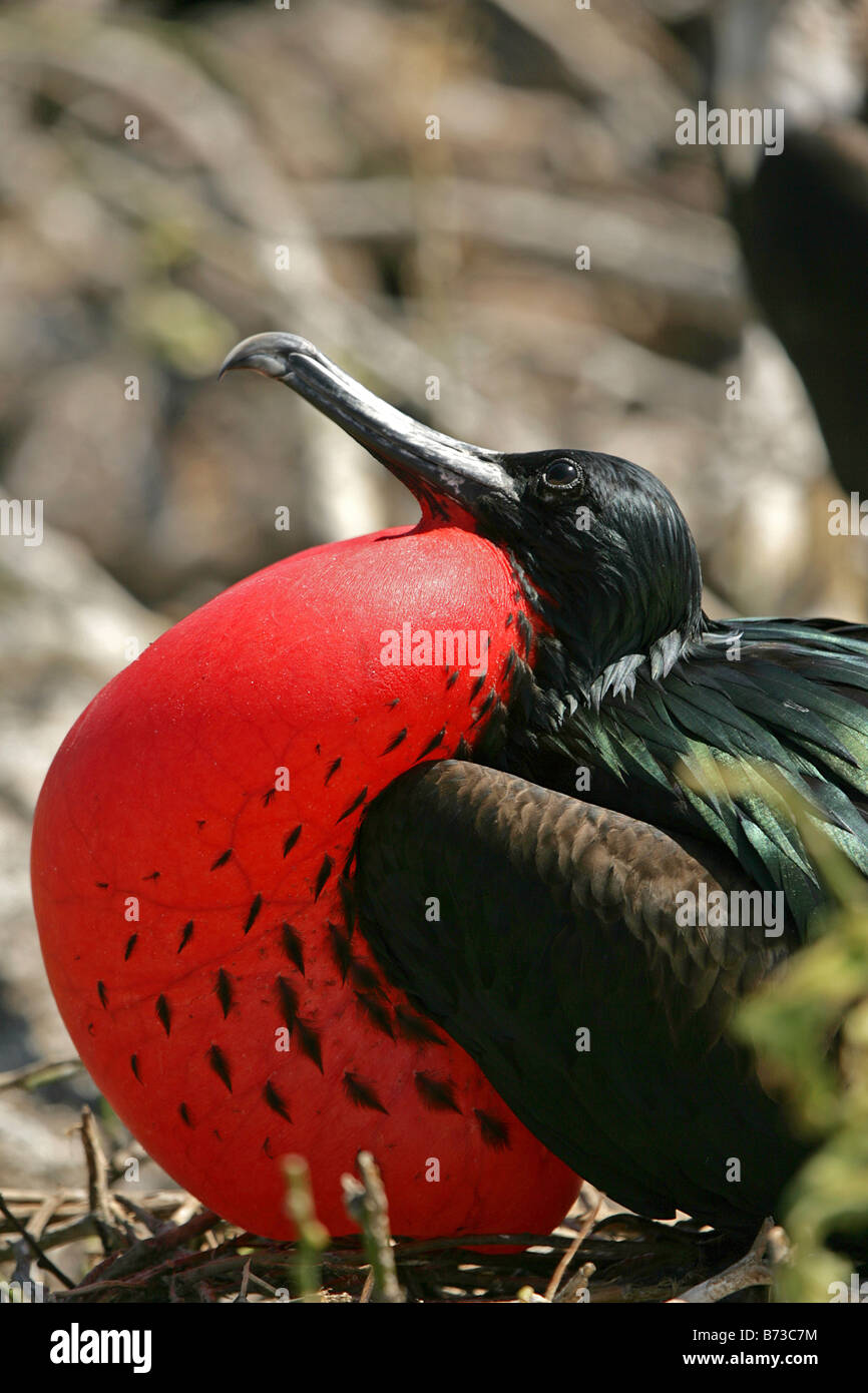 Great Frigate Bird mating display Stock Photo - Alamy