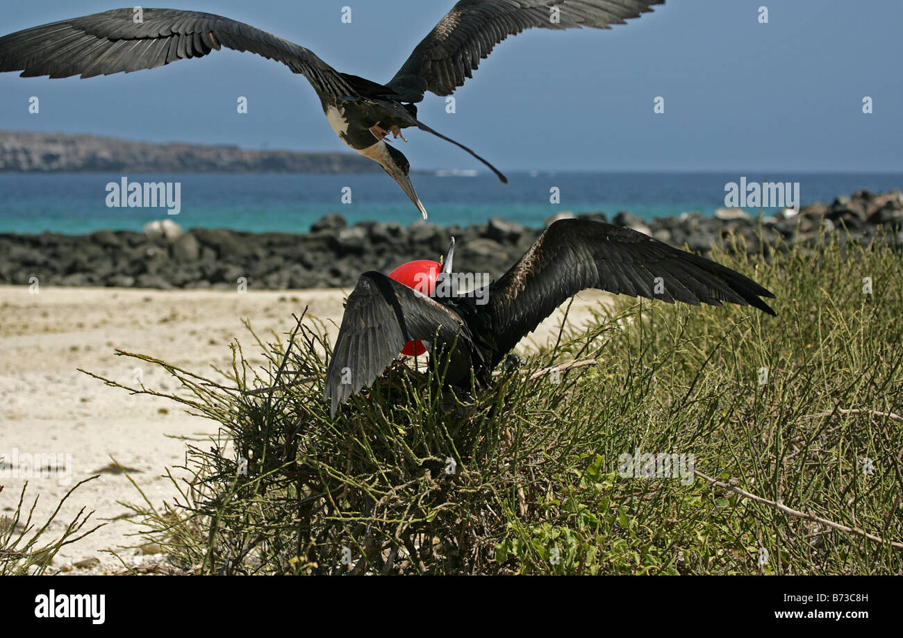 Frigate birds hi-res stock photography and images - Alamy