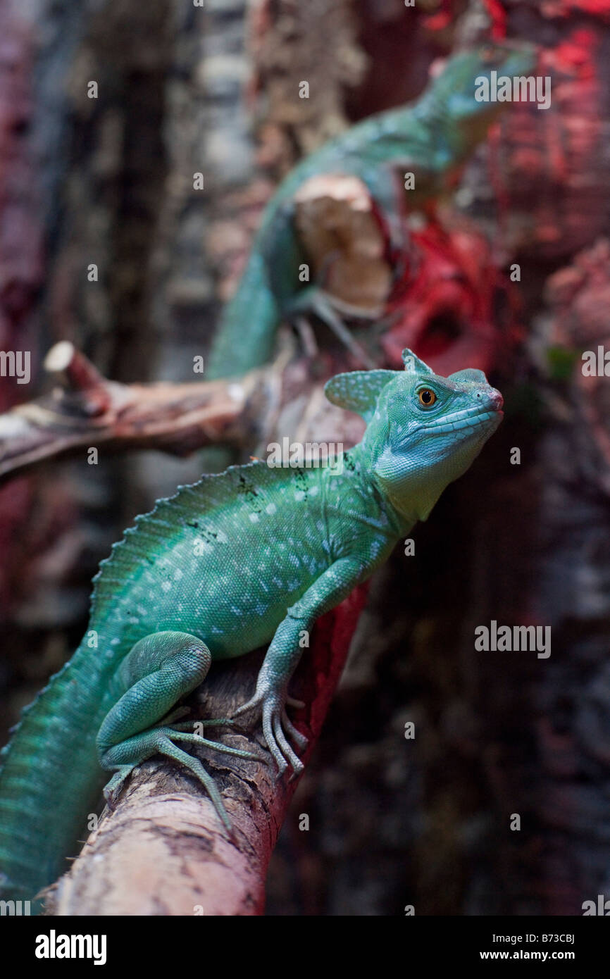 Basilisks Lizard High Resolution Stock Photography and Images - Alamy
